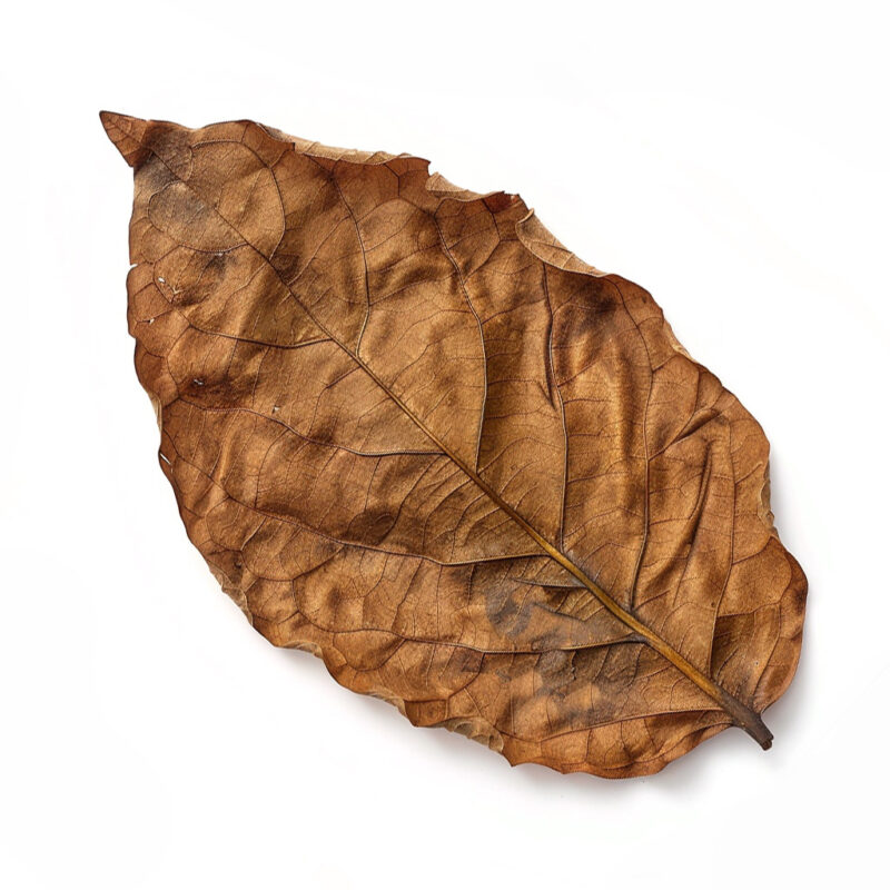 Guide des Produits Chimiques Dangereux dans les Cigarettes | Human-CBD