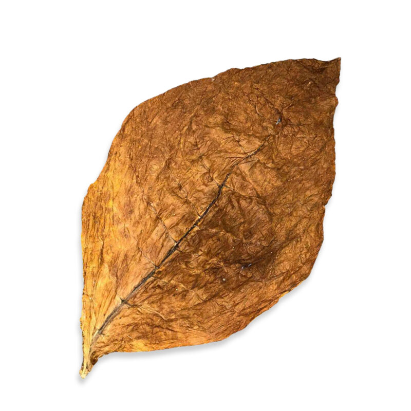 Découvrez la Feuille de Tabac à Chiquer : Usage et Conseils | Human-CBD