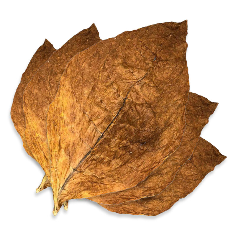 Découvrez la Feuille de Tabac à Chiquer : Usage et Conseils | Human-CBD