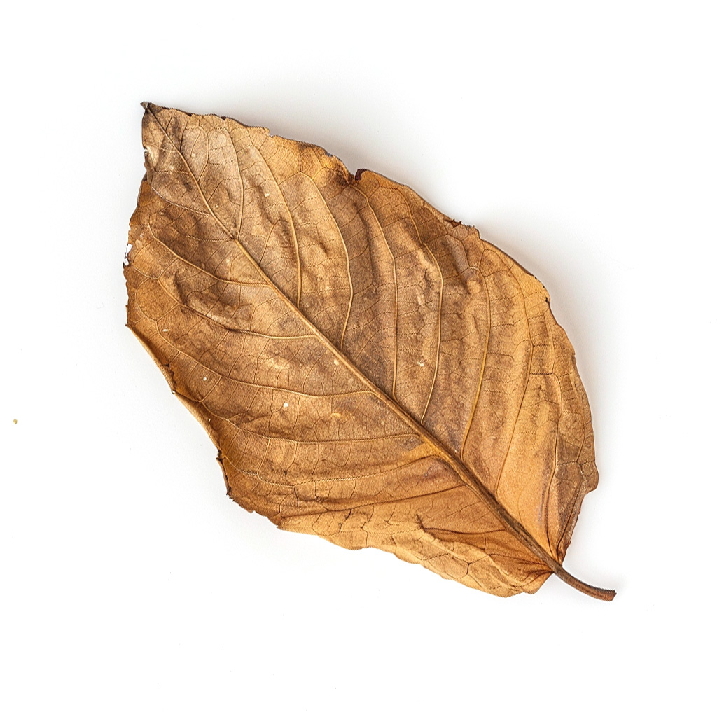 Deutscher - Feuille de Tabac Brut | N°1 en France