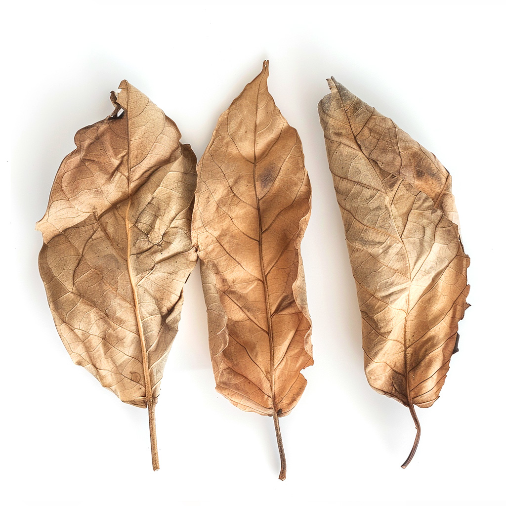 Deutscher - Feuille de Tabac Brut | N°1 en France