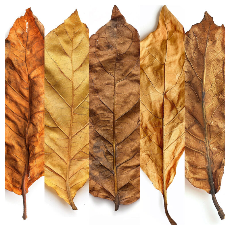 Découvrez la Feuille de Tabac à Chiquer : Usage et Conseils | Human-CBD