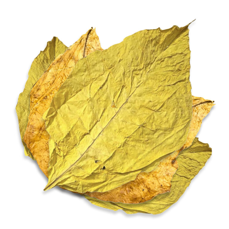 Découvrez la Feuille de Tabac à Chiquer : Usage et Conseils | Human-CBD