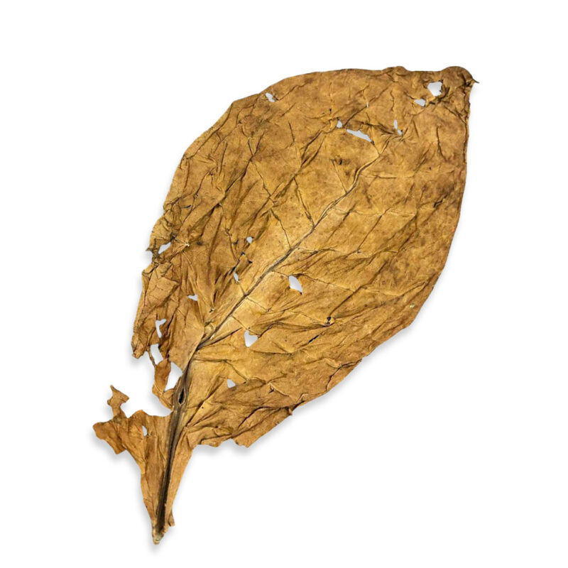 Effets du Tabac sur le Corps : Ce Que Vous Devez Savoir | Human-CBD