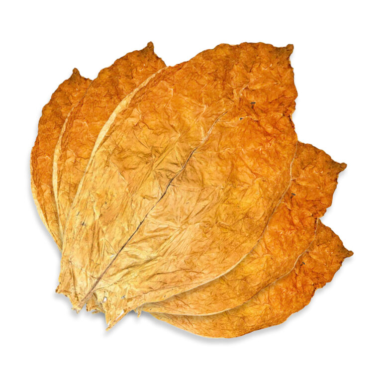 Découvrez la Feuille de Tabac à Chiquer : Usage et Conseils | Human-CBD