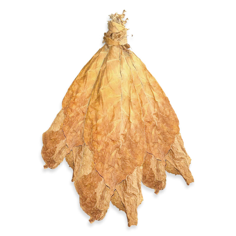 Découvrez la Feuille de Tabac à Chiquer : Usage et Conseils | Human-CBD