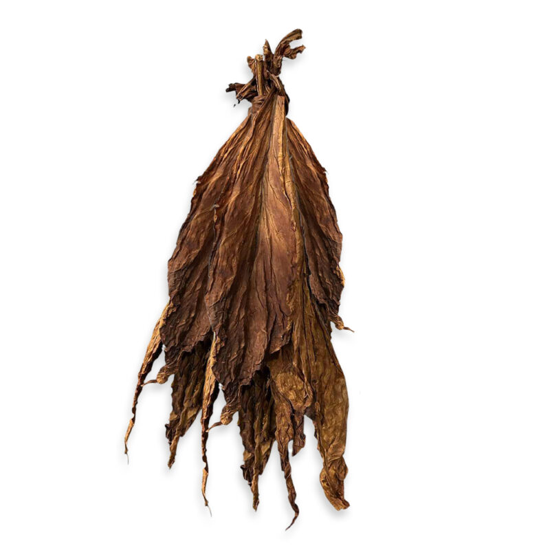 Top 10 des Marques de Cigarettes Préférées des Fumeurs | Human-CBD